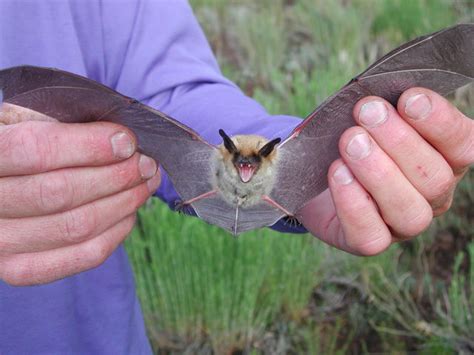Adw Myotis Thysanodes Information