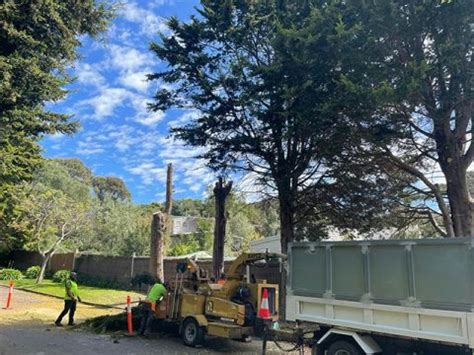 Arborist Mornington Peninsula Uppercut Tree Services