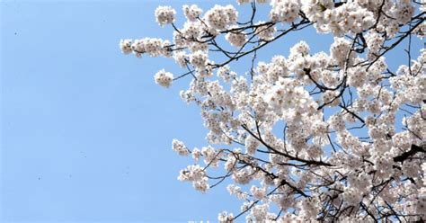 포토 파란하늘과 벚꽃