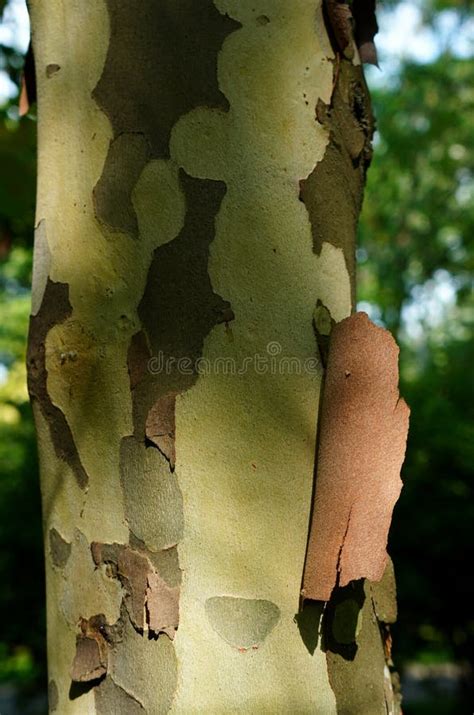 Peeling Bark Of Platanus Tree Stock Image Image Of Tree Bark 257186665