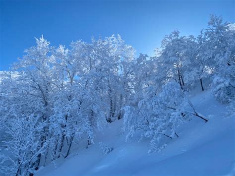 ☃️ ️ 立山山麓スキー学校