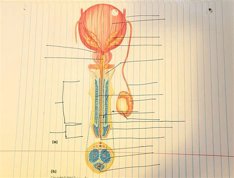 Male Reproductive Structures Diagram Quizlet