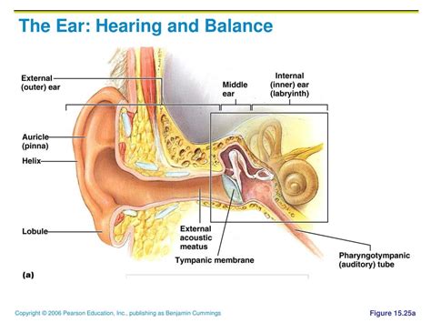The Ear Hearing And Balance Worksheet