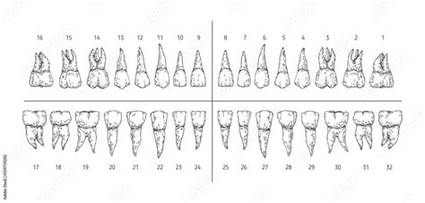 Tooth Types Sketch Teeth With Roots Dentist Tooth Numbers System And