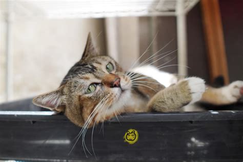 隨貓隨影 🐱：阻住我曬太陽🙄 北角 香港 Hk 隨貓隨影 舖頭貓 舖貓 Cat Hkcat