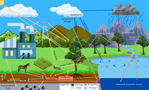 Biogeochemical Cycles Pdf Chemical Elements Nature