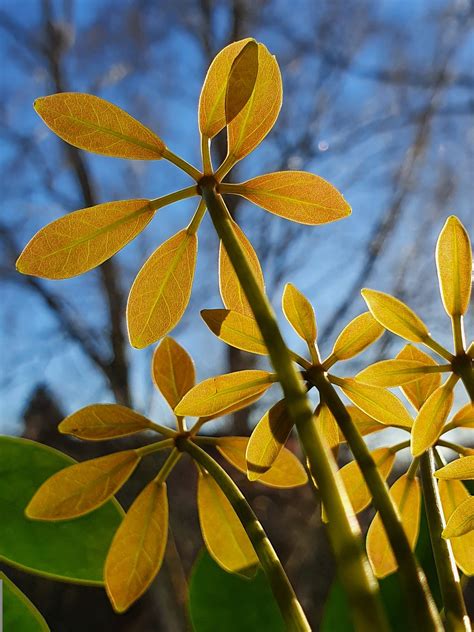 ใบไม้ ธรรมชาติ พฤกษศาสตร์ ภาพฟรีบน Pixabay Pixabay