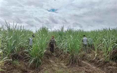 စစ်ကိုင်းတိုင်းဒေသကြီးအတွင်း မိုးရွာသွန်းမှုနည်းပါးလို့ အရင်နှစ်ကထက် ကြံစိုက်ဧက ၁ သောင်းကျော်လ