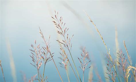 12 Best Fertilizer For A St Augustine Grass Lawns