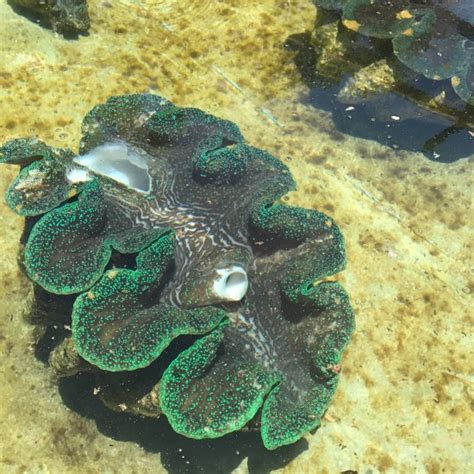 Giant Clam Sanctuary Camiguin Philippines Award Winning Top Tips