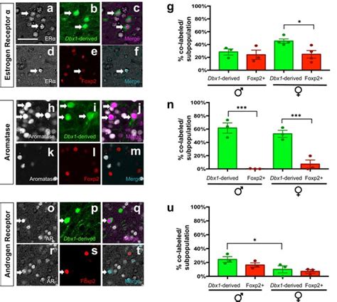 Figures And Data In Embryonic Transcription Factor Expression In Mice