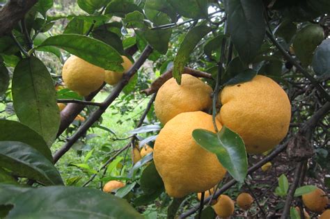 Fotos gratis árbol naturaleza rama Fruta comida Produce