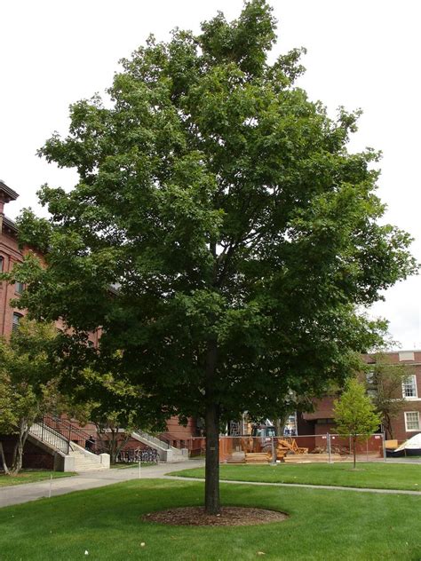 Tree Identification Acer Saccharinum Silver Maple