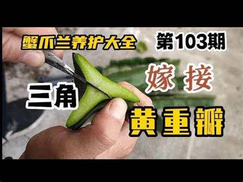 蟹爪兰养护大全103三角嫁接蟹爪兰新品黄重瓣 YouTube