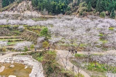 湖南蓝山樱花盛开醉游人 人民图片网