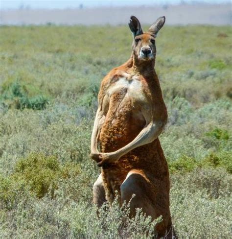Absolute Unit Of A Kangaroo R Absoluteunits