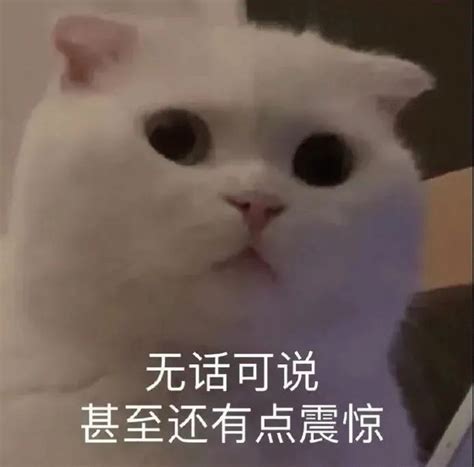 猫咪 猫咪震惊无语，无话可说 甚至还有点震惊表情包图片动图 求表情网斗图从此不求人