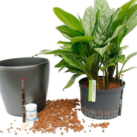 Hydrocultuur Verzorging Informatie Tips 123planten Nl Air