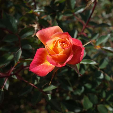 Mandarin Rose - Leafwise