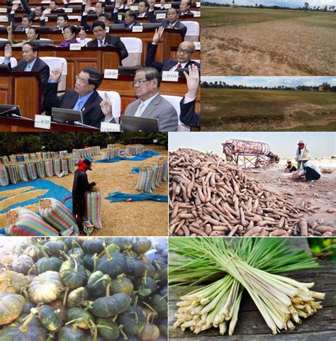 រាស្រ្តខ្វល់ខ្វាយព្រោះតំម្លៃកសិផលចុះថោក