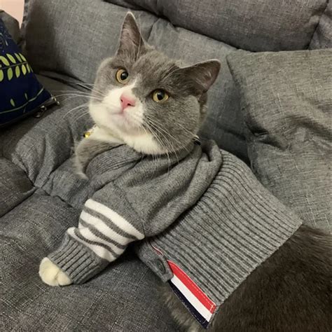 Camisola De Pel Cia Inglesa Para Animais Roupas De Gato E Cachorro