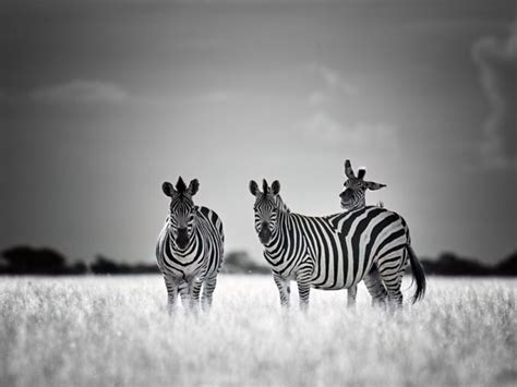 Mysql Error 1130 Host Not Allowed To Connect To Mysql Server