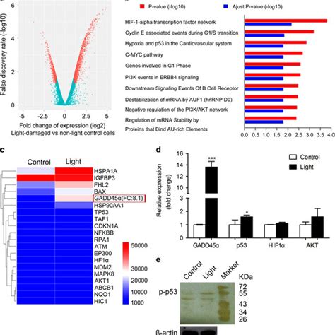 Gene Expression Profiling A Schematic Representations Of The Gene Download Scientific