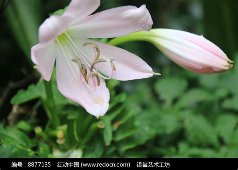 百合花与花苞高清图片下载红动中国