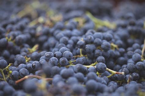 Tipos De Uva Para Vino Tinto Tamaral