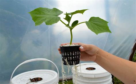 How To Make Your Own Hydroponic System Recommendations For Beginners And Professionals