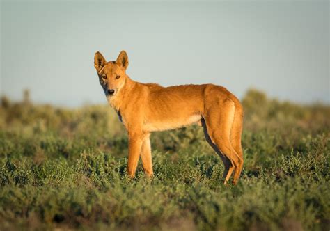 Opiniones de canis lupus dingo