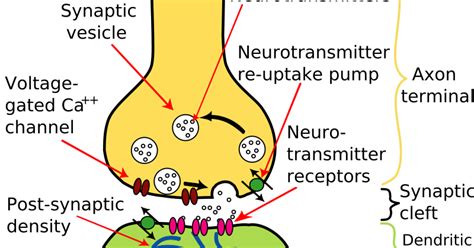 Neurotransmission And Neurotransmitter