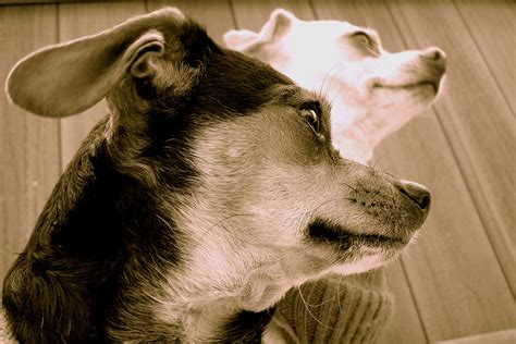 Free Images Nature White Puppy Cute Canine Looking Love Pet