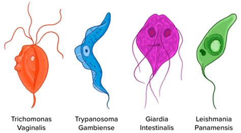 Protists And Disease Read Biology Ck 12 Foundation