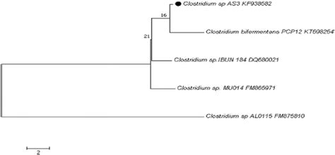 Phylogenetic Tree Based On Homology Sequence Of 16s Rdna Analysis Each