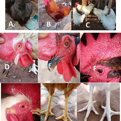 Distribution Of Goliath Chickens According To The Sex Download