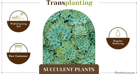 How To Repot Succulents The Correct Steps To Take Plant America
