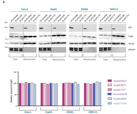 figures and data in tp53 exon 6 truncating mutations produce separation