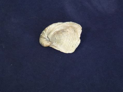 Its Massive Fossilized Oyster Shell The Tingle Factor Box