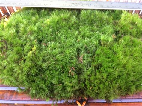 Rock Cap Moss