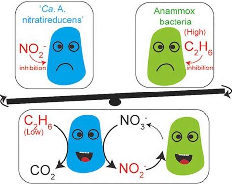 硝酸盐依赖性厌氧乙烷降解与厌氧氨氧化的耦合 Environmental Science And Technology X Mol