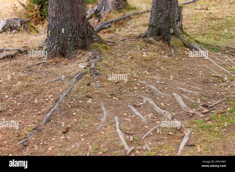 Tree Roots Visible Through Soil In Forest Stock Photo Alamy