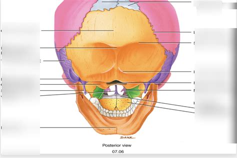 Occipital Bone Diagram Quizlet