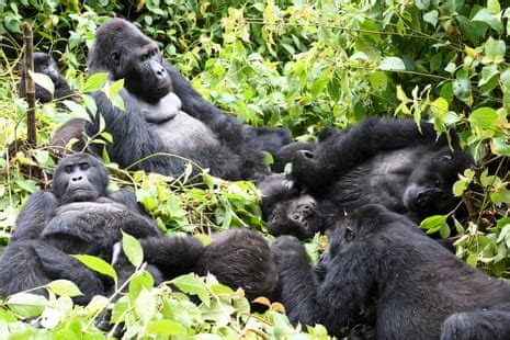 Gorilla Habitats And Pristine Forest At Risk As Drc Opens Half Of