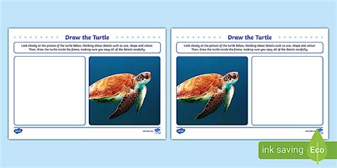 Draw The Turtle Art Activity Teacher Made Twinkl
