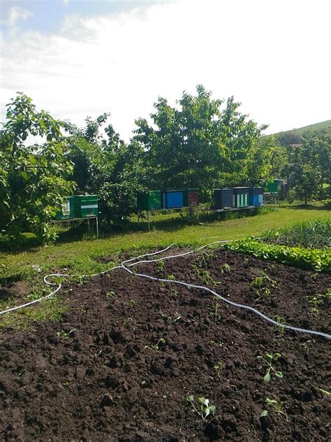 Schimb Stupi Famili De Albine Pentru Teren Targu Mures • Olxro