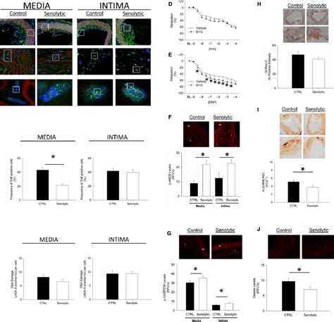 Effects Of Senolytic Treatment On Senescent Cell Burden Dna Damage