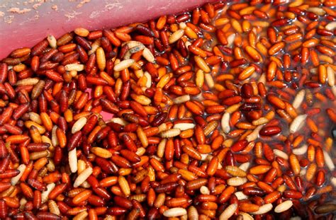 10 Of The Best Tench Fishing Baits And Tips Paul Garner Angling Times