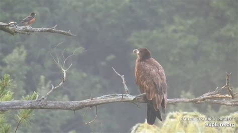 Decorah Eagles Dh2 On A Morning Visit On The Tree Near The Bluffs