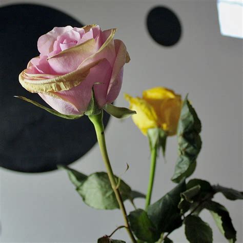 ピンクと黄色のバラが咲くの写真 Unsplashの無料花写真